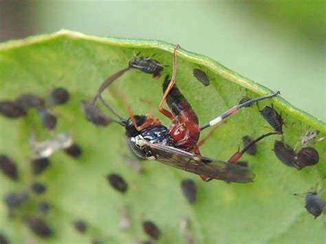 Mammalian Mums Control The Sex Of Their Offspring