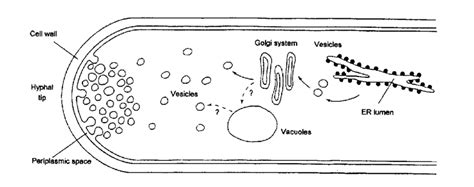 A Hypothetical Secretory Pathway In Filamentous Fungi Reprinted From Download Scientific