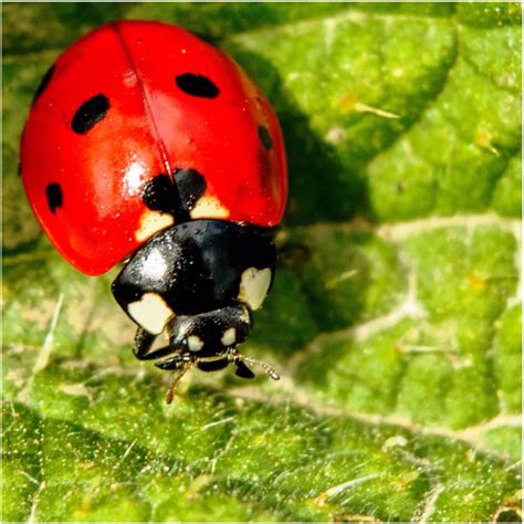 Nature Challenge Day A Bugs Life Bushcraft Days