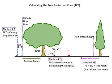 Storm Proofing Trees On The Central Coast Tips Techniques
