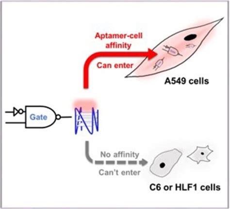 The Construction Of Dna Logic Gates Restricted To Certain Live Cells Based On The Structure