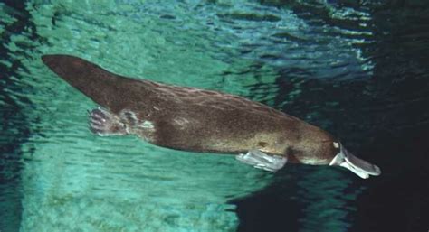 Why The Duck Billed Platypus Sweats Milk