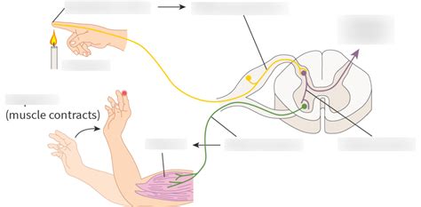 圖表·diagram B13 Igcse Biology Coordination And Response Quizlet