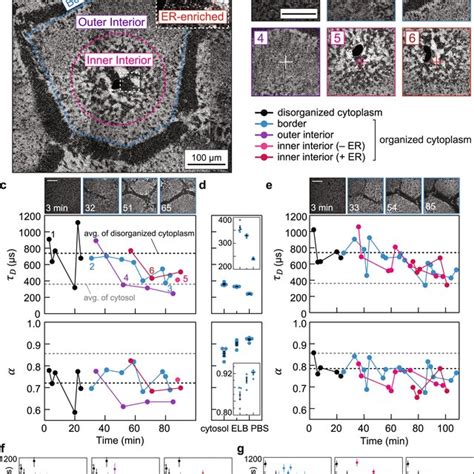 Resolving Molecular Diffusion In Cytoplasmic Extracts A Schematic Of Download Scientific