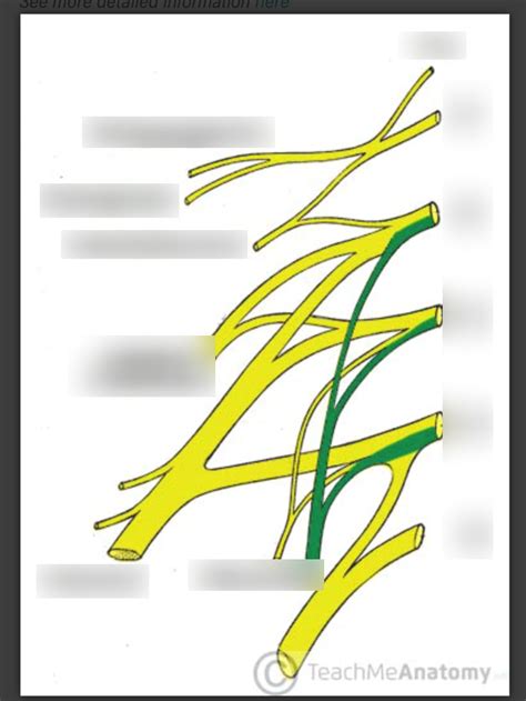Lumbar Plexus Diagram Quizlet