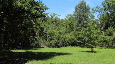 Massif Forestier De Strasbourg Neuhof Illkirch Graffenstaden Visit