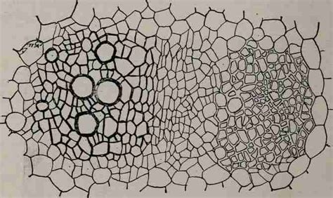 Parenchyma Cells Biological Significance And Functions Sciborg