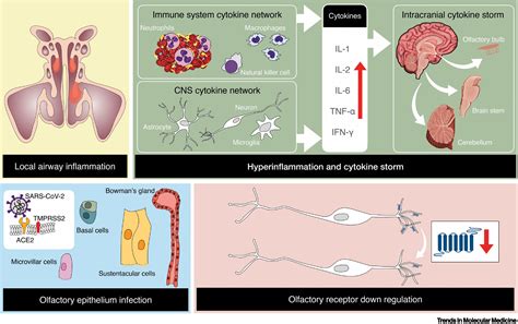 Olfactory Pathway Steps