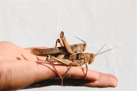 Premium Photo Mating Of Grasshoppers Grasshopper Breeds Sexually Namely The Distribution Of