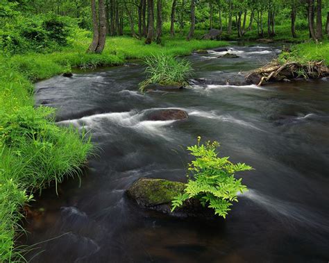 Riparian Buffer Systems University Of Maryland Extension