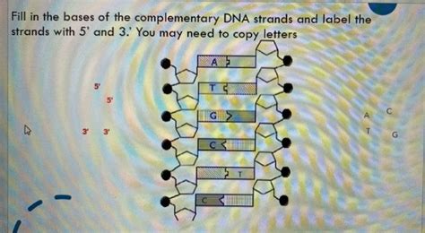 Solved Fill In The Bases Of The Complementary Dna Strands