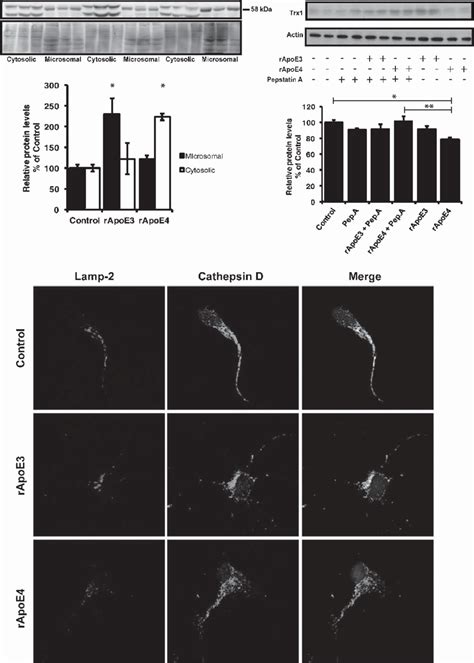 C Representative Picture Of Cathepsin D Levels In Microsomal And