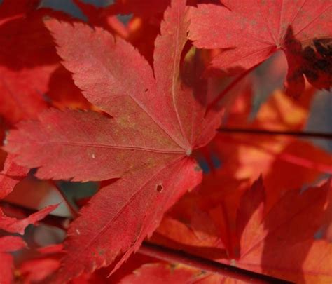 Acer Palmatum X Circinatum Herbstfeuer Hybrid Maple Tree Kigi Nursery
