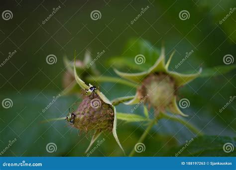 Pest Bugs Feeding On A Green Unripe Raspberry Fruit In A Garden