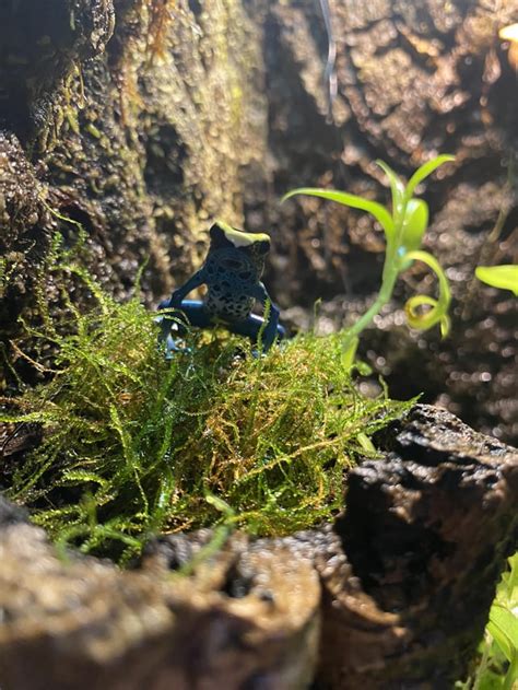 What Age Can You Tell Sex Rfrogs