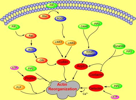 PIP2 Regulation In Cell Encyclopedia MDPI