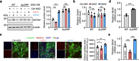 Uorf Targeting Asos Regulate Gata4 Protein Expression And Cardiomyocyte