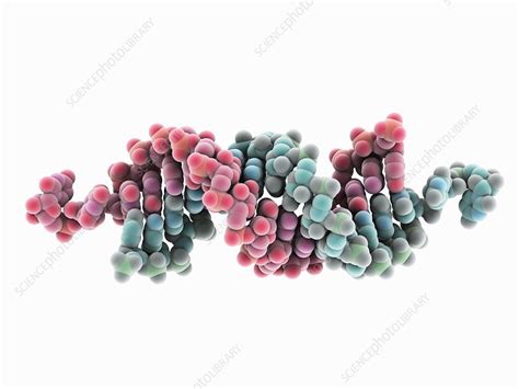 Small Interfering Rna Molecular Model Stock Image C0548454