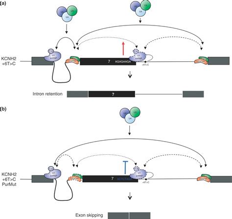 Discovery Of Introns And Exons