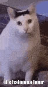 Cat Huh Cat Huh Etr GIF Cat Huh Cat Huh Etr GIFs Entdecken Und Teilen