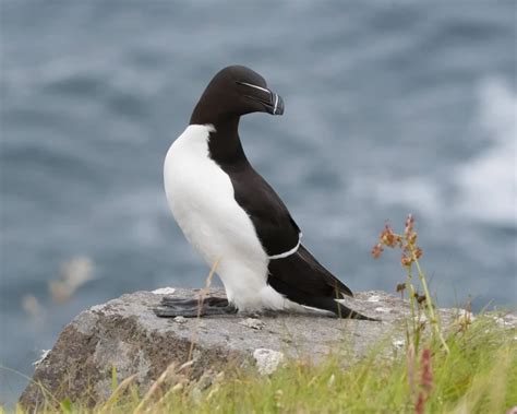 Razorbill Facts Diet Habitat And Pictures On Animaliabio