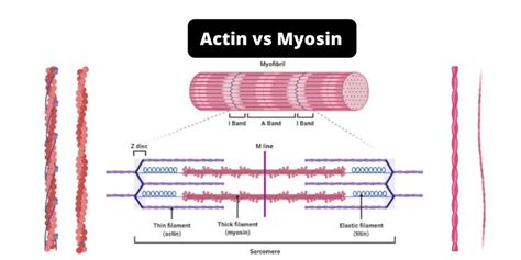 Differences Between Actin And Myosin Actin Vs Myosin Biology Notes