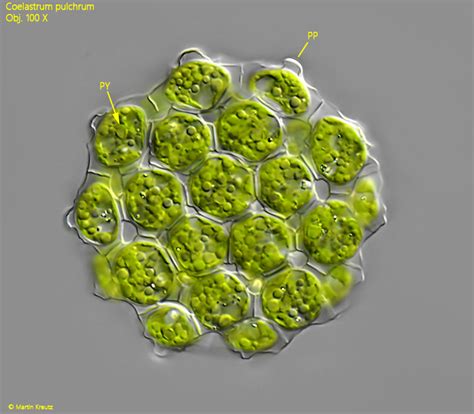 Coelastrum Pulchrum Real Micro Life