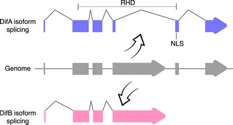 The Dif Gene Produces Two Protein Isoforms By Alternative Mrna