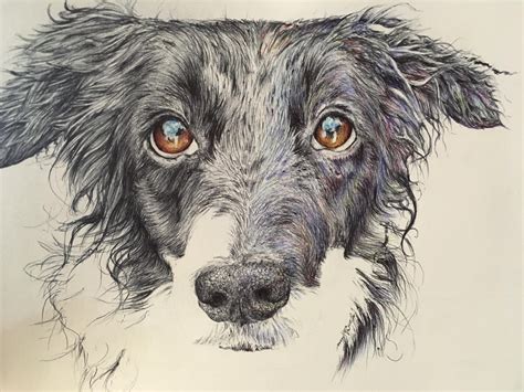 My Friend Drew Her Border Collie She Is Quite Amazing R BorderCollie
