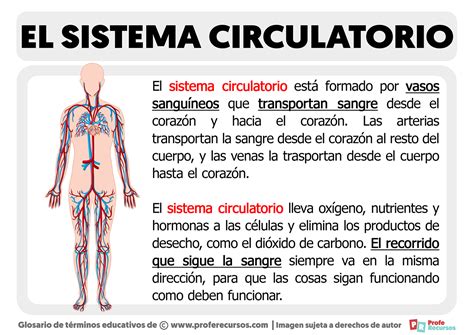 Partes Del Sistema Circulatorio Para Niños De Primaria Oeud