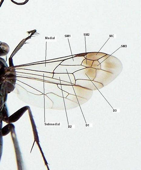 Discoidal Cell Khám Phá Hình Dạng Tế Bào Đĩa Và Vai Trò Quan Trọng Trong Sinh Học