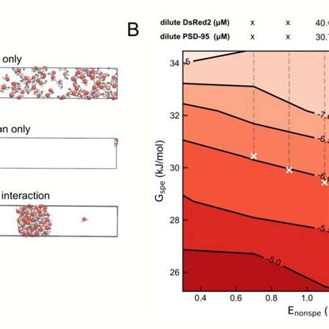 Model Validation And The Phase Separation Of Psd 95 And Dsred2tarpc4