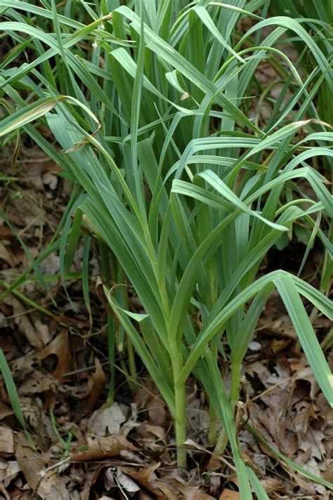 Allium Sativum Alliaceae