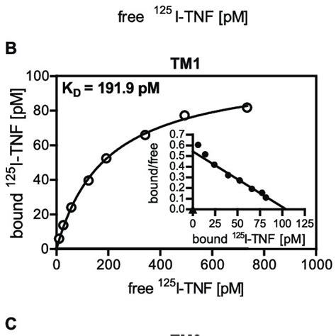 Ligand Binding Affinities Of Receptor Chimeras Differing Only In Their