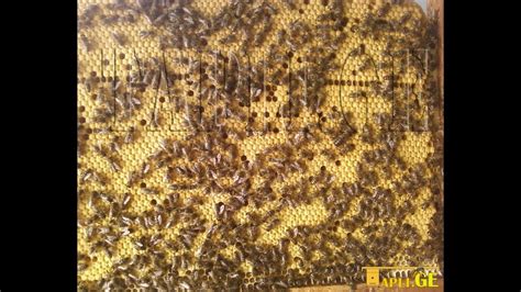 გიჟი დედა ფუტკარი Youtube