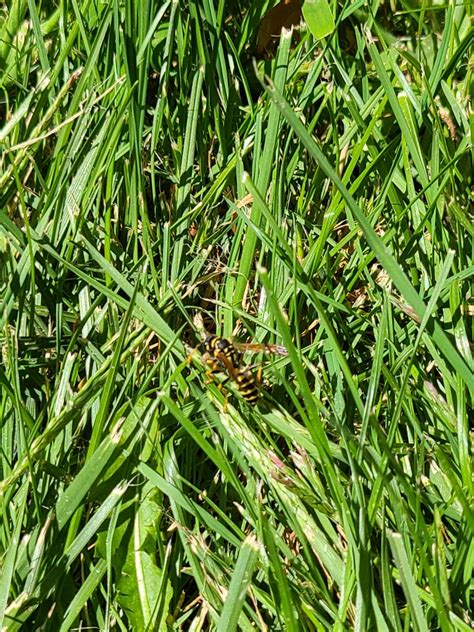 What Is This Wasp They Are Hovering All Over My Lawn Crawling Down