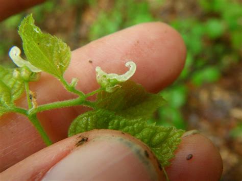 Dwarf Hackberry Search Native Plant Hub