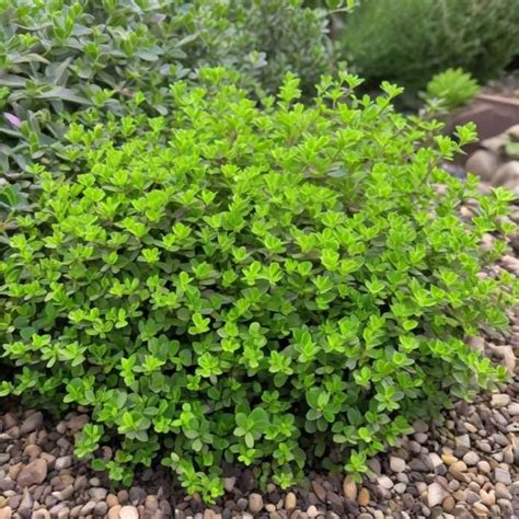 How Tall Does Lemon Thyme Grow Expert Growing Tips Evergreen Seeds