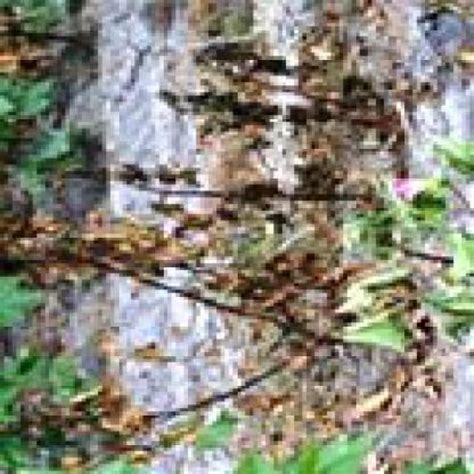 Cotton Leaf Object Detection Dataset V2 2023 08 07 101pm By