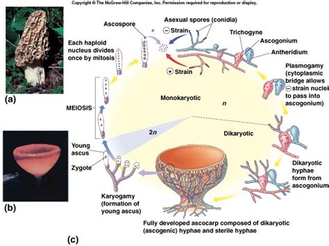 Ascomycota Life Cycle