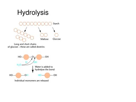 Ppt Monosaccharides Powerpoint Presentation Free Download Id 304049