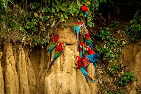 All 16 Different Types Of Macaws In The Americas With Photos WildlifeTrip