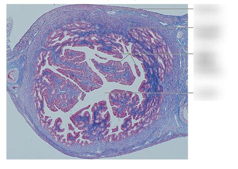 Reproductive Histology Diagram Quizlet