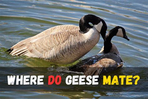 When Do Geese Mate Expert Insights On Geese Mating Behavior