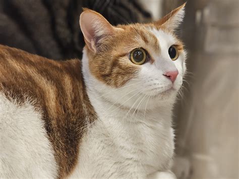 코리안숏헤어 메리 아메리칸숏헤어특징 아메리칸컬특징 아비시니안특징 엑조틱특징 터키시앙고라특징 페르시안특징 하이랜드폴드특징 애완견특징 반려견특징 강아지분양가격 소형견분양가격