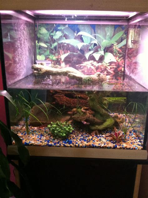 What Kind Of Newt Habitat Suggestions Newts And Salamanders Portal