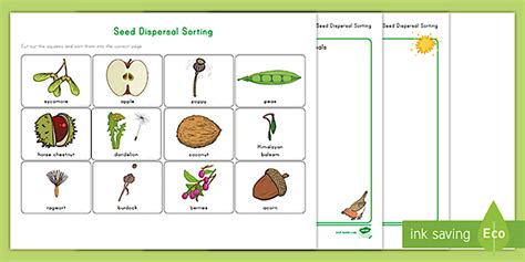 Editable Seed Dispersal Sorting Activity Worksheet Twinkl