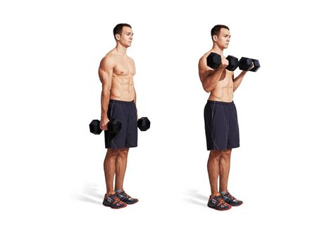 Сгибание рук на бицепс с гантелями 59 фото