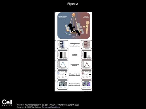 Multisensory Processes A Balancing Act Across The Lifespan Ppt Download