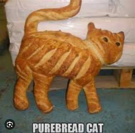 Loaf Cat Memes